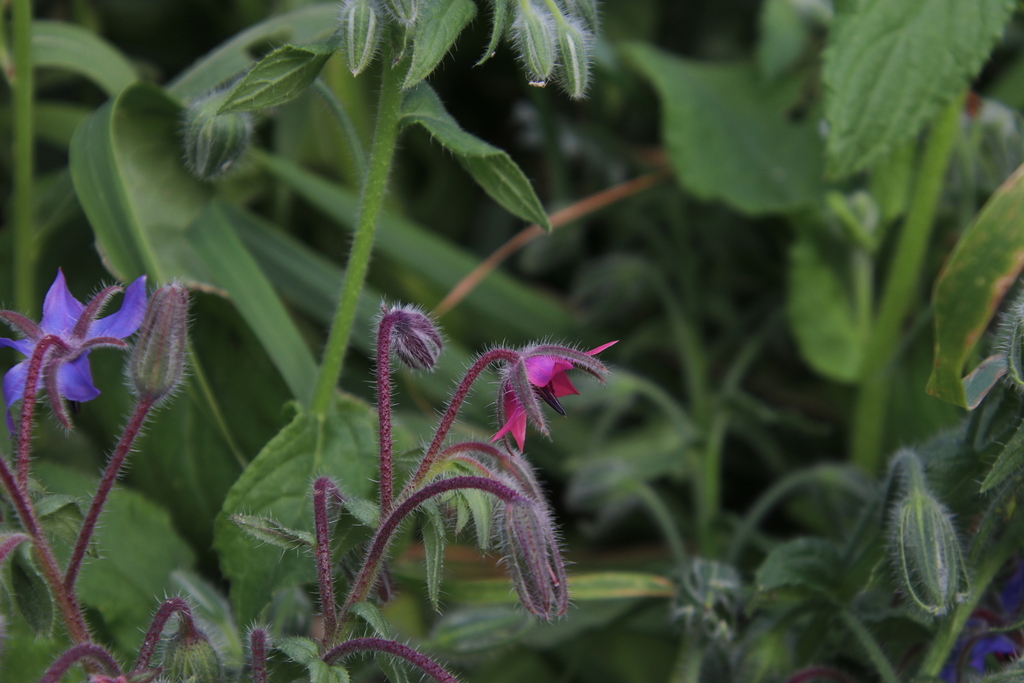 borage family from College, AK 99709, USA on August 17, 2022 at 07:53 ...
