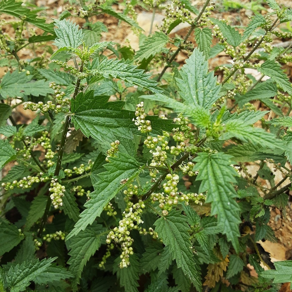 Scrub Nettle from Palmers Oaky NSW 2795, Australia on January 15, 2024 ...