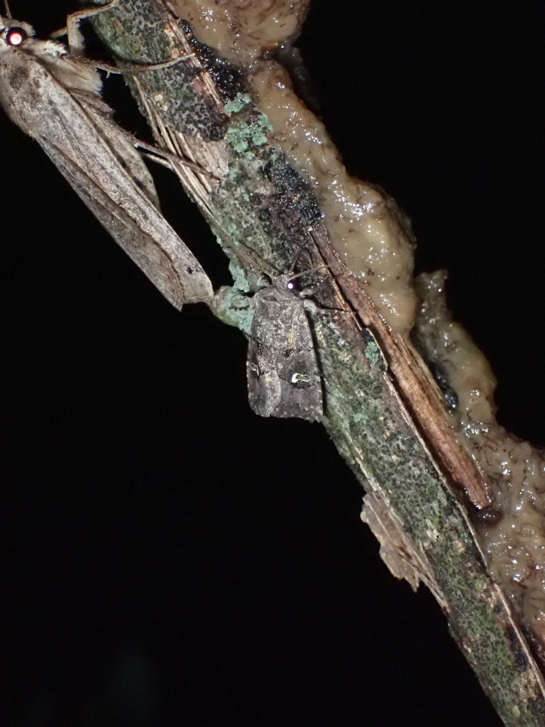 Large Yellow Underwing in September 2023 by Angus Mossman. At sugar ...