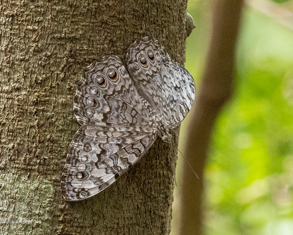 Gray Cracker from Puerto Maldonado, Peru on September 9, 2023 at 01:36 ...