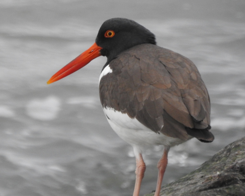 American Oystercatcher from Worcester County, MD, USA on January 15 ...