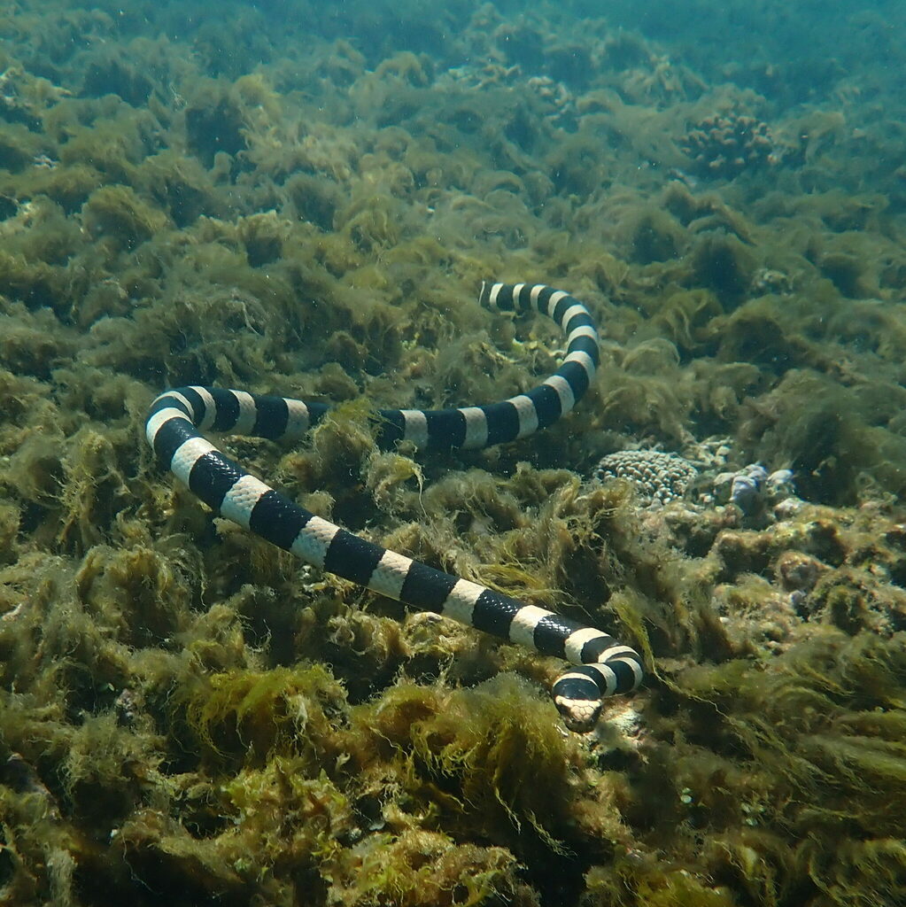 New Caledonian Sea Krait from Anse Vata, Province Sud, Nouvelle ...