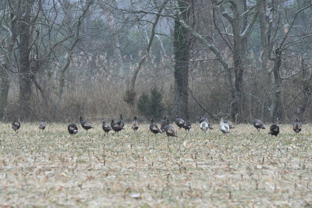 Wild Turkey from Sussex County, DE, USA on January 15, 2024 at 02:57 PM ...