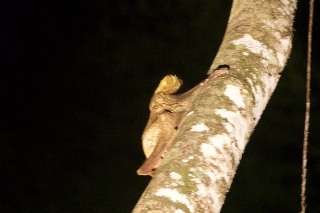 Sunda Colugo from Danum Valley Conservation Area, Lahad Datu, Sabah ...