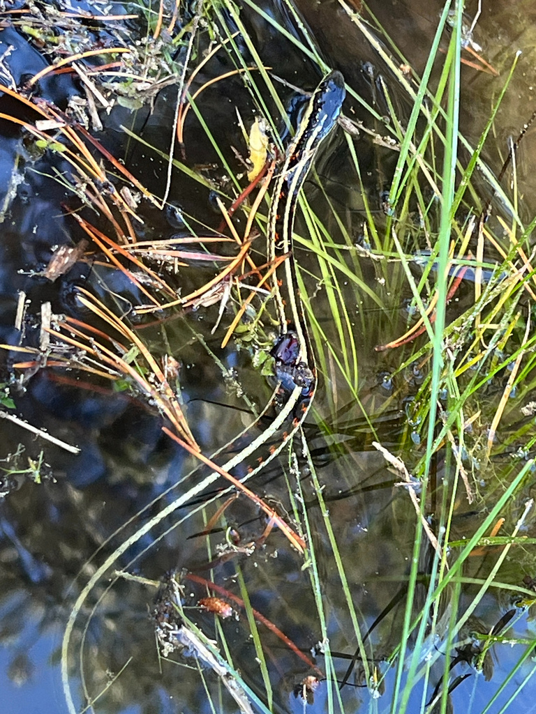 Valley Garter Snake in July 2023 by Benjamin LaFrance · iNaturalist