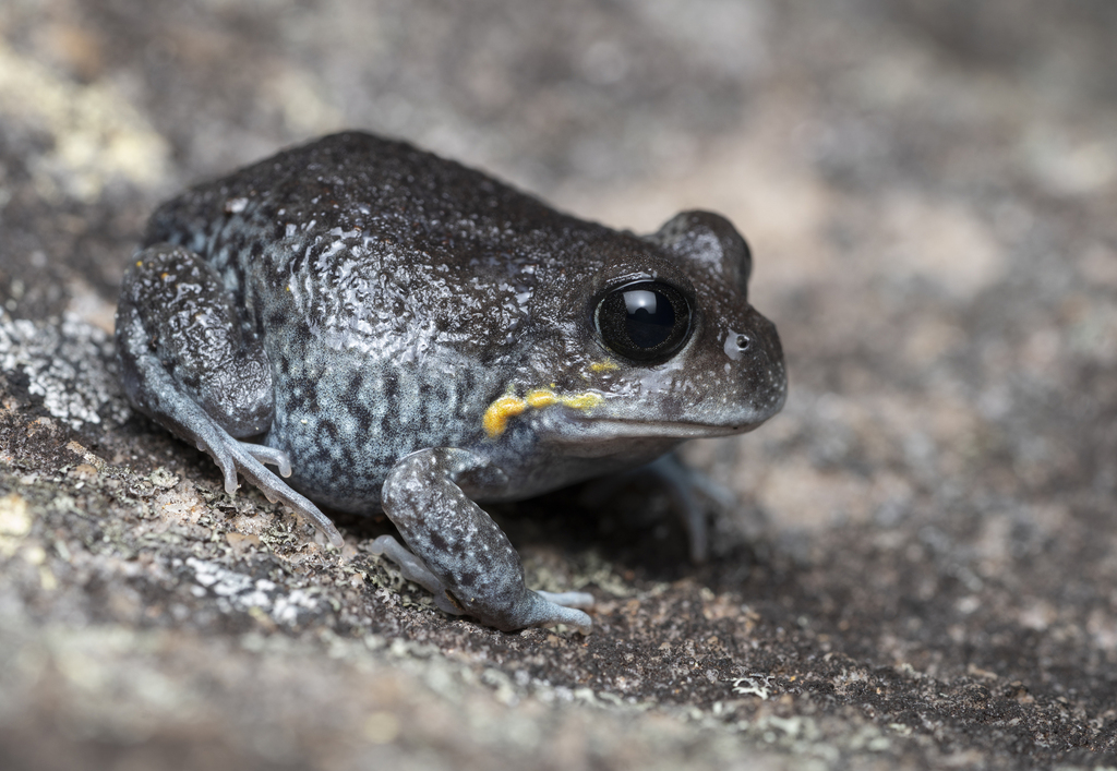 Giant Burrowing Frog from Yenabilli NSW, Australia on January 1, 2024 ...