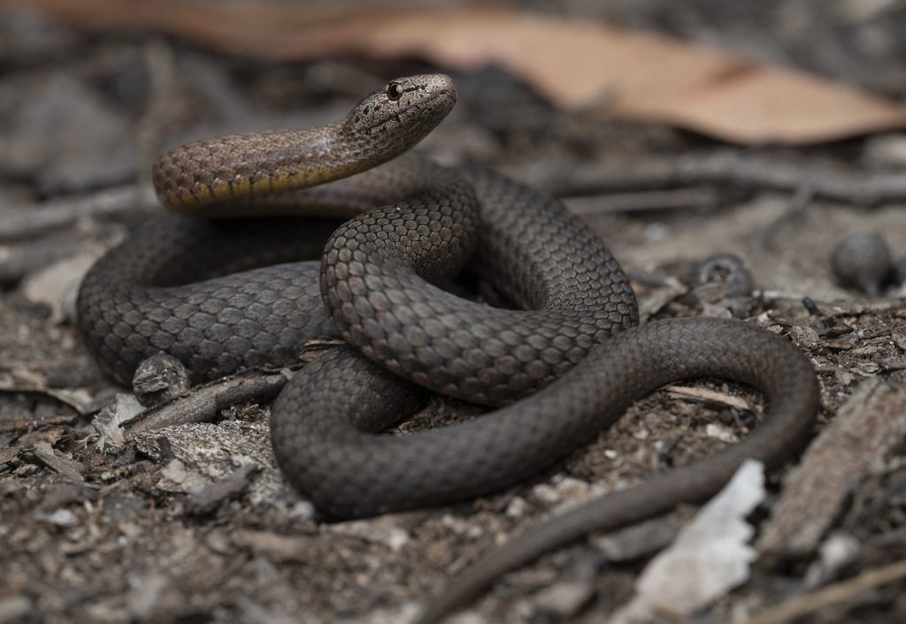 Mustard-bellied Snake from Darkes Forest NSW 2508, Australia on January ...