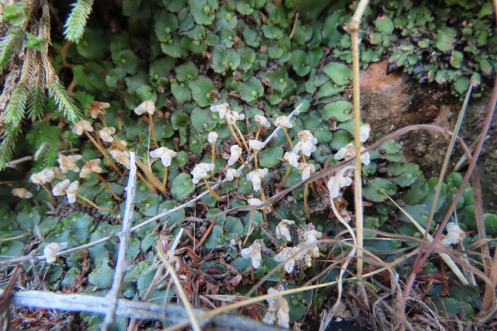 California asterella from Riverside County, CA, USA on January 15, 2024 ...