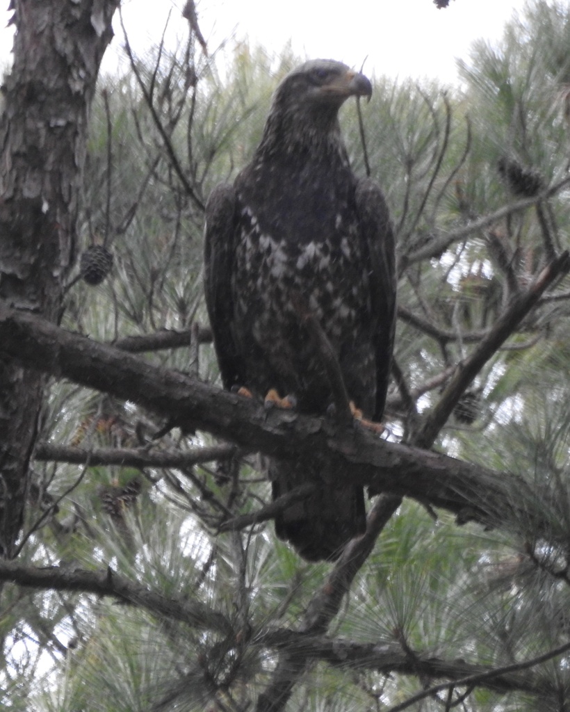 Bald Eagle from Nanticoke, MD 21840, USA on January 15, 2024 at 01:27 ...