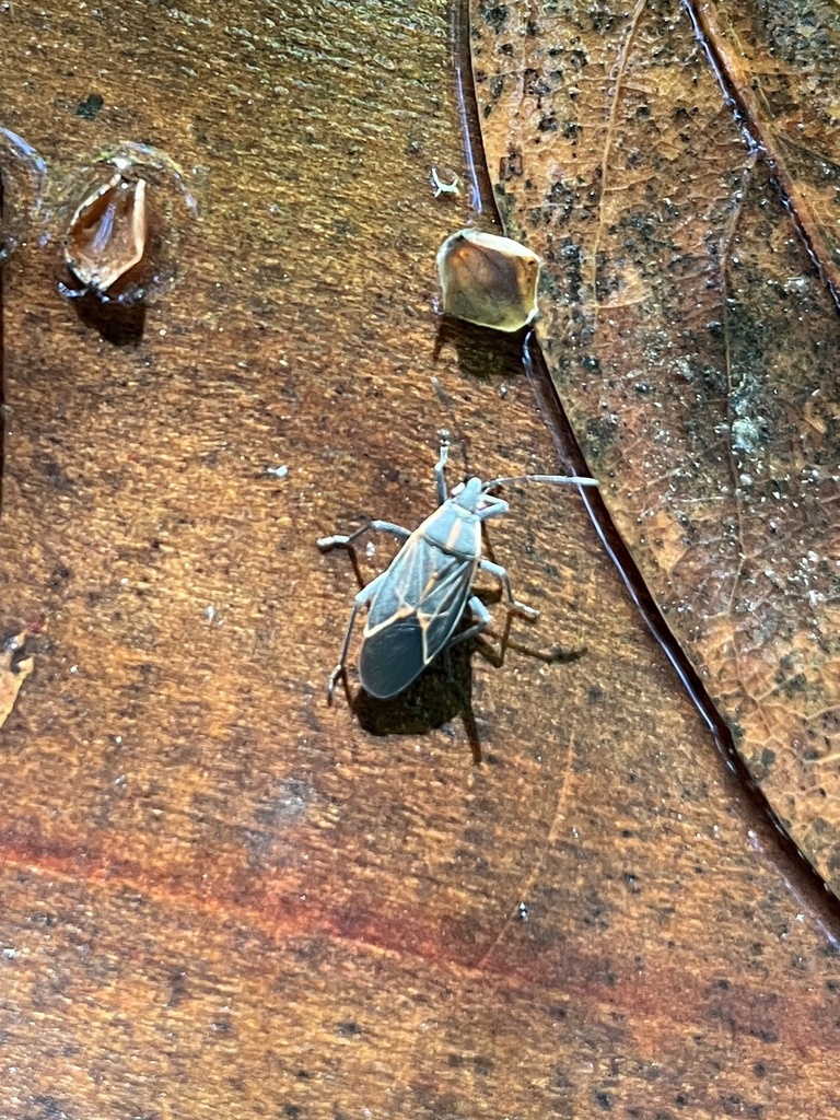 Western Boxelder Bug from Henry Cowell Redwoods State Park, Felton, CA ...