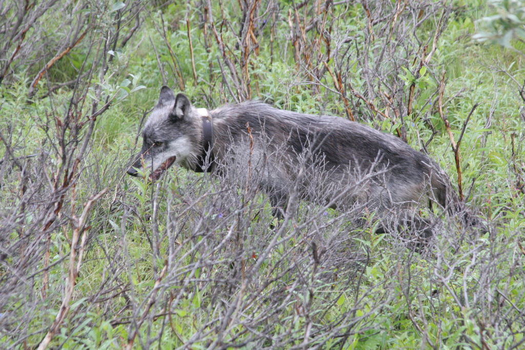 Gray Wolf from Denali National Park and Preserve, Parks Hwy, Denali ...