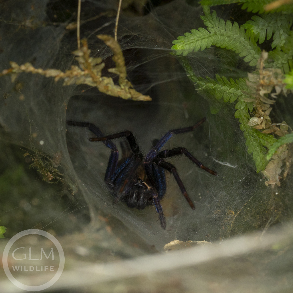 Linothele from Caminho do Mar, Cubatão - SP, Brasil on January 12, 2024 ...
