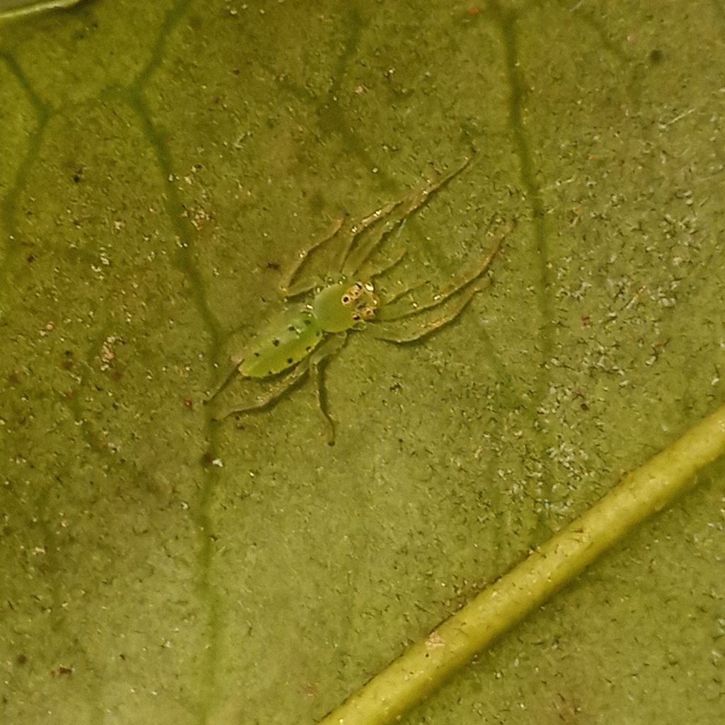 Magnolia Green Jumping Spider from Wicomico County, MD, USA on January ...