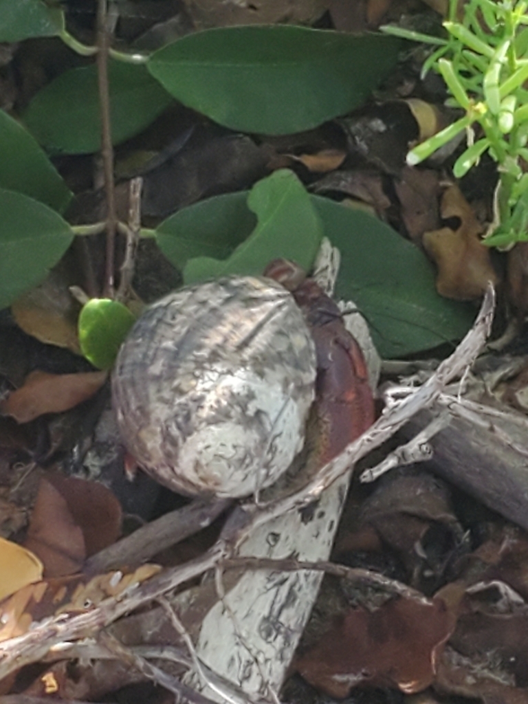 West Indian Top Shell from WRM5+F4C, Cabo Rojo, 00622, Puerto Rico on ...