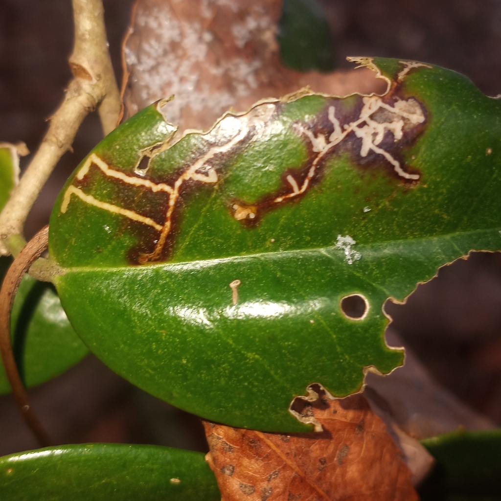 Rhopobota from Wicomico County, MD, USA on January 15, 2024 at 02:41 PM ...