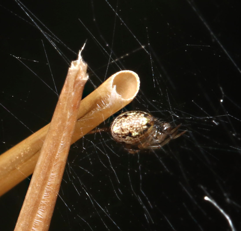 Araneoid Spiders in January 2024 by juliegraham173 · iNaturalist