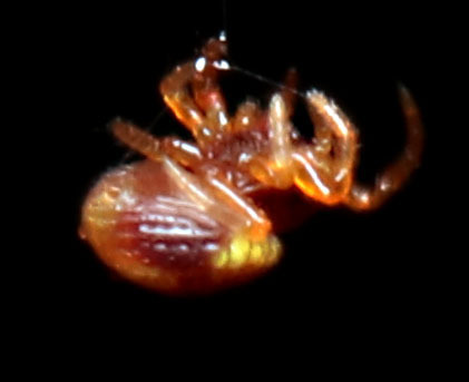 Araneoid Spiders in January 2024 by juliegraham173 · iNaturalist