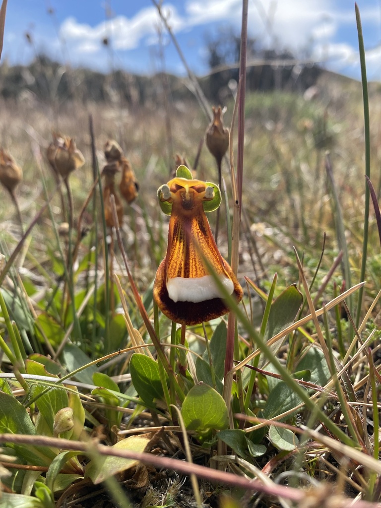 Darwin's Slipper from Parque Nacional Torres del Paine, Torres del ...