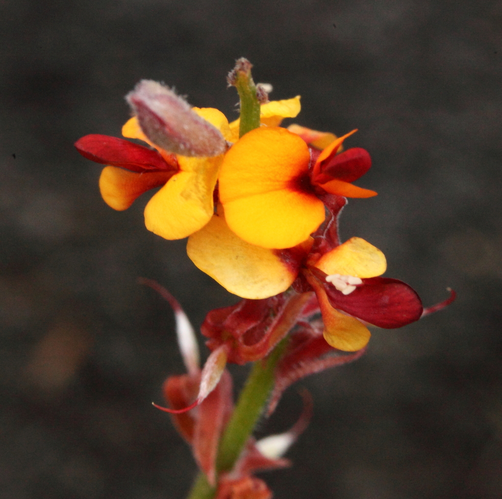 Jacksonia racemosa from Cranbrook WA 6321, Australia on October 20 ...