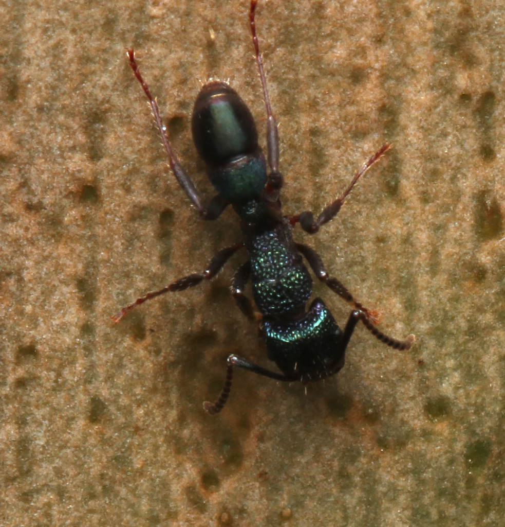 Green-head Ant in January 2024 by juliegraham173 · iNaturalist