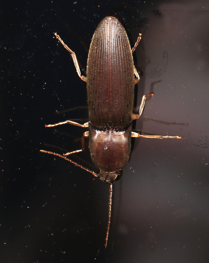Pasture Wireworm in January 2024 by juliegraham173 · iNaturalist