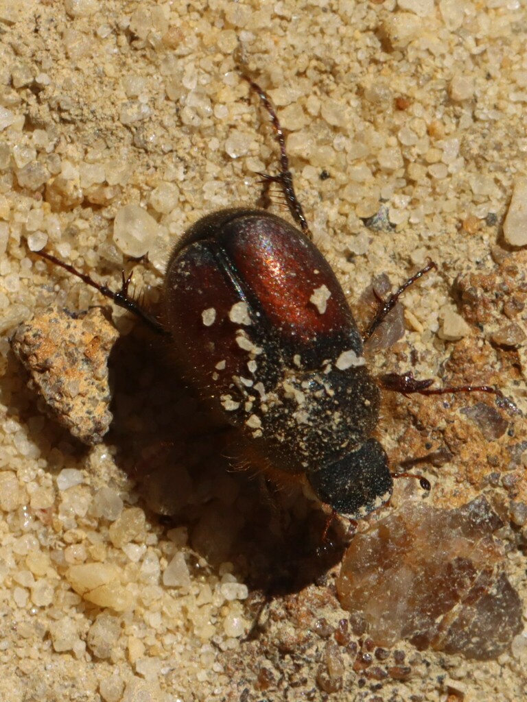 Scarabs in December 2023 by Nature_Lover. Location: Blue Mountains, NSW ...