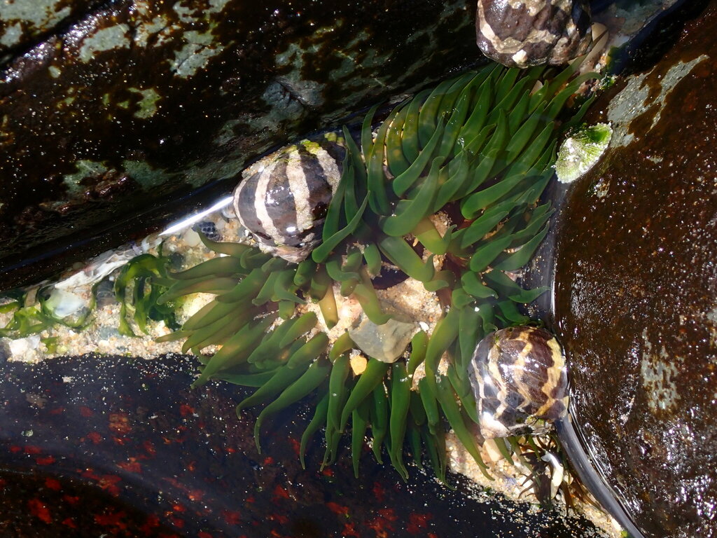 Green snakelock anemone from Bare Bluff New South Wales, Australia on ...