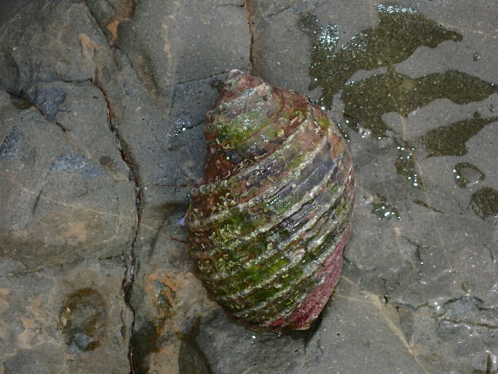 Cart-Rut Shell from New South Wales, Australia on January 14, 2024 by ...