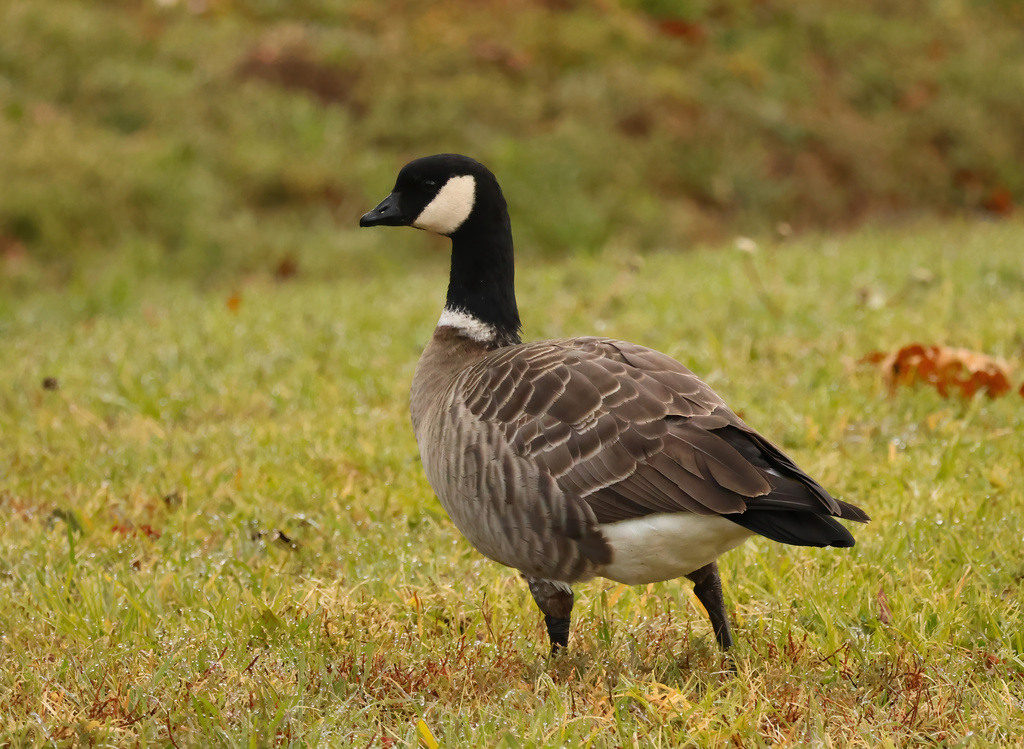 Aleutian Cackling Goose in January 2024 by Tom Benson · iNaturalist