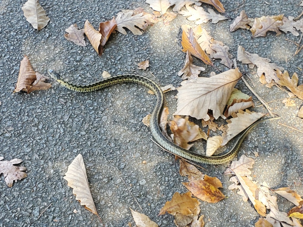 Common Garter Snake from Forest Hill Historic District, Richmond, VA ...