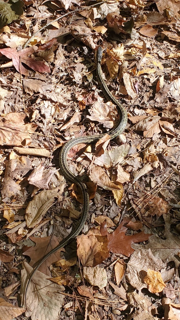 Common Garter Snake from Forest Hill Historic District, Richmond, VA ...