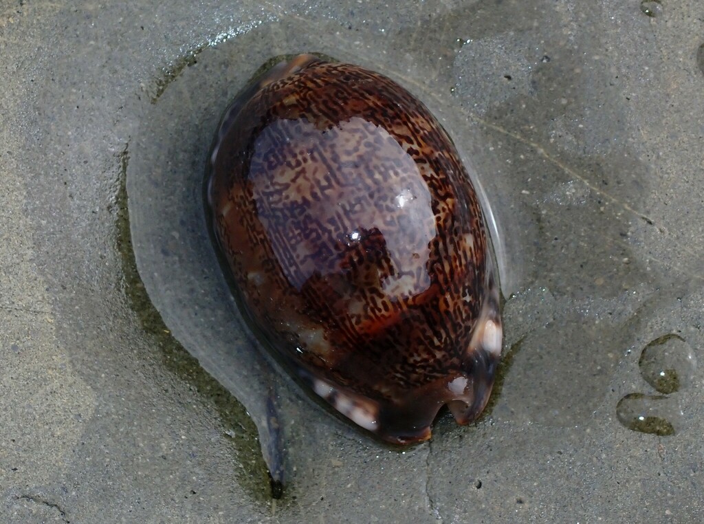 Arabian Cowry from Sandy Beach NSW 2456, Australia on January 14, 2024 ...