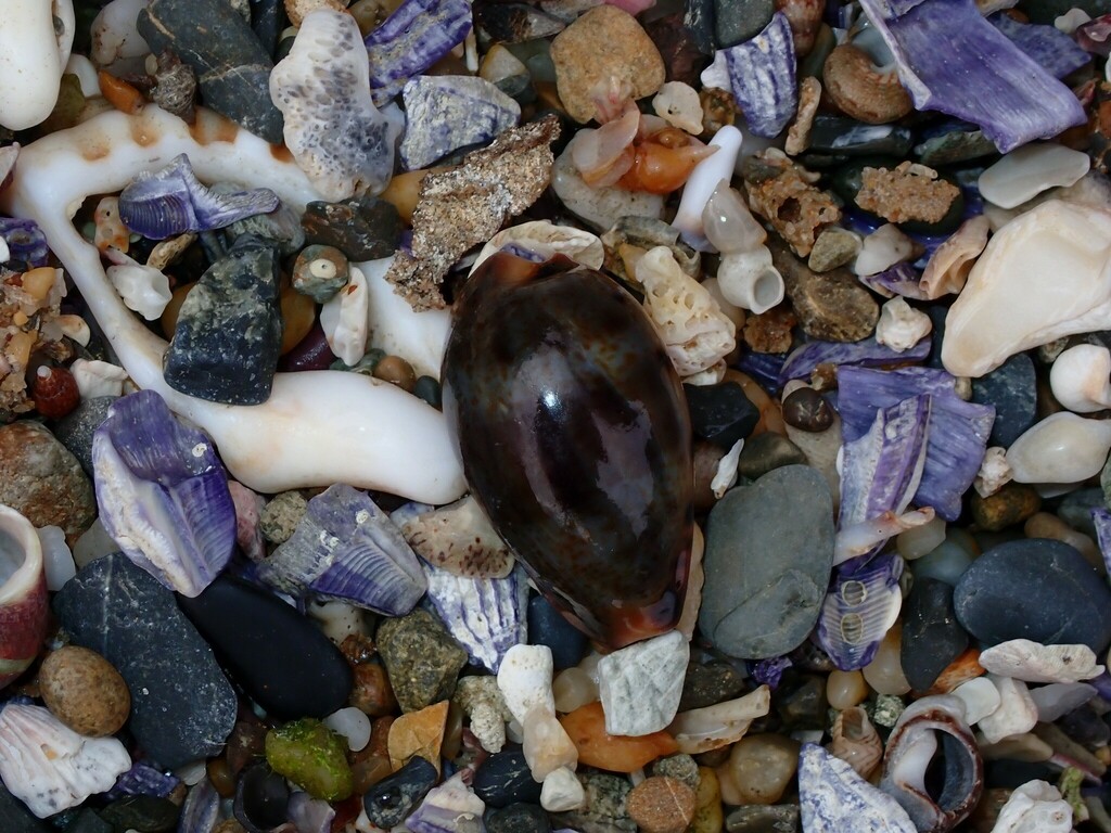 yellow-toothed cowrie from Sandy Beach NSW 2456, Australia on January ...