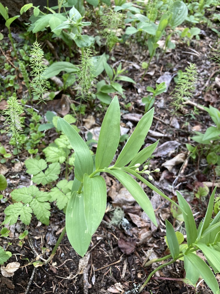 star-flowered lily-of-the-valley from Foothills County, AB, Canada on ...
