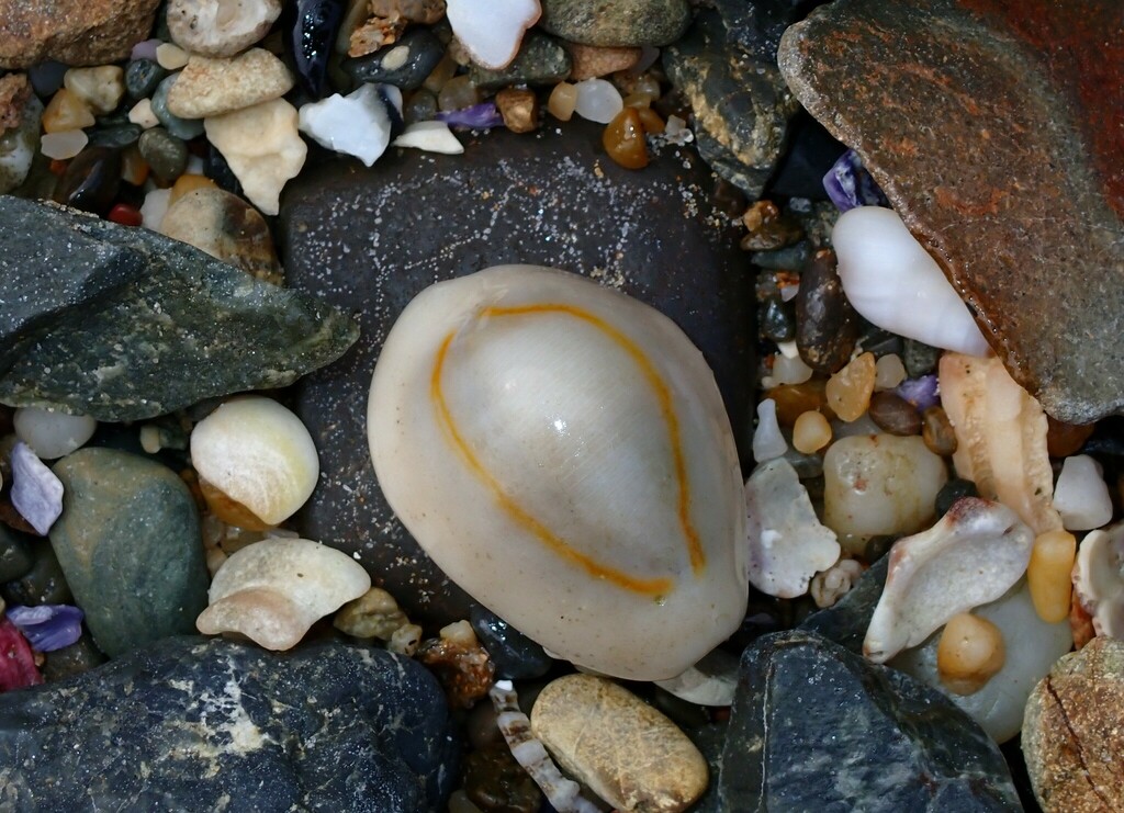 Gold Ring Cowry from Sandy Beach NSW 2456, Australia on January 14 ...