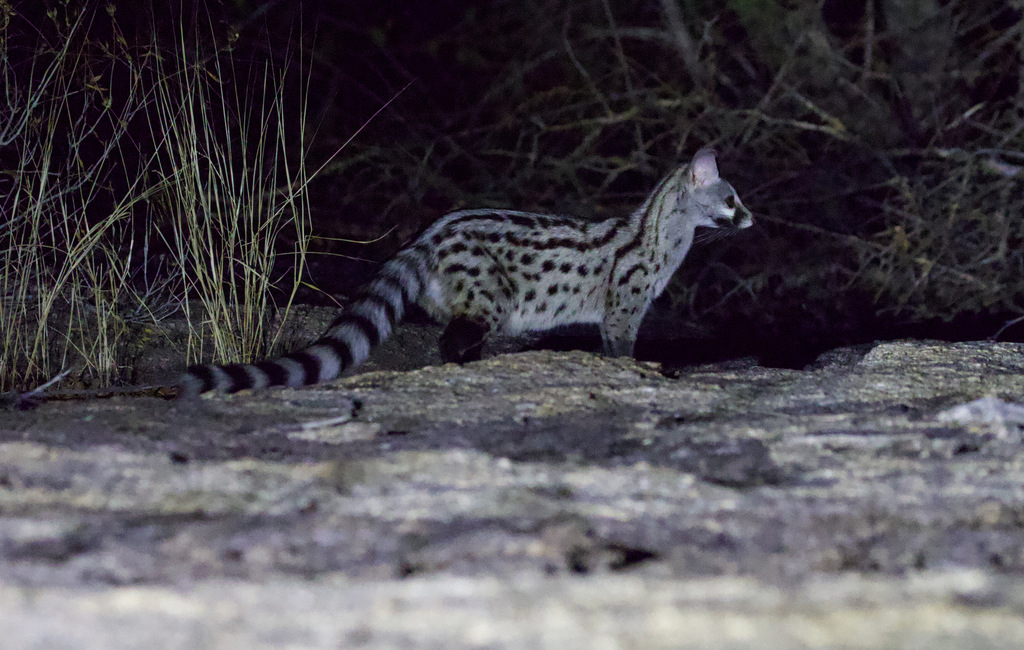 Southern Small-spotted Genet from Erongo Region, Namibia on December 2 ...