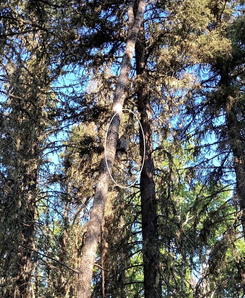 Barred Owl from Foothills County, AB, Canada on May 28, 2023 at 08:08 ...
