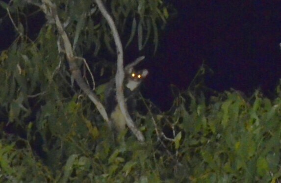 Greater Glider in January 2024 by Misty Neilson. Adult. Unknown sex ...