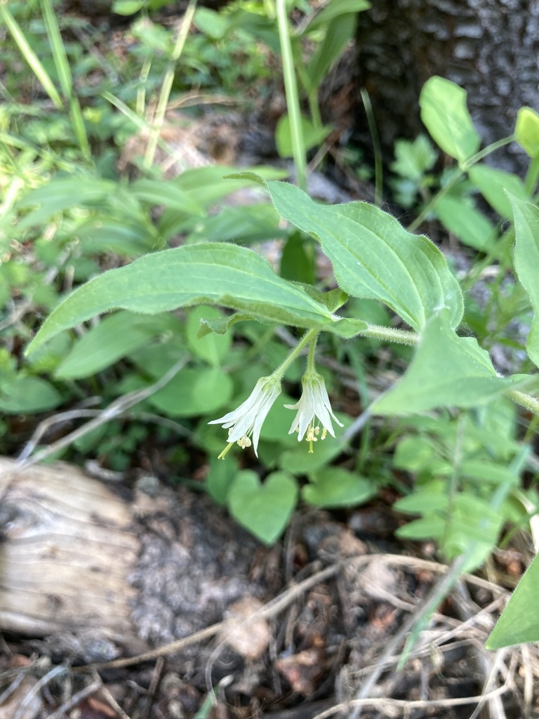 rough-fruited fairybells from Foothills County, AB, Canada on May 28 ...