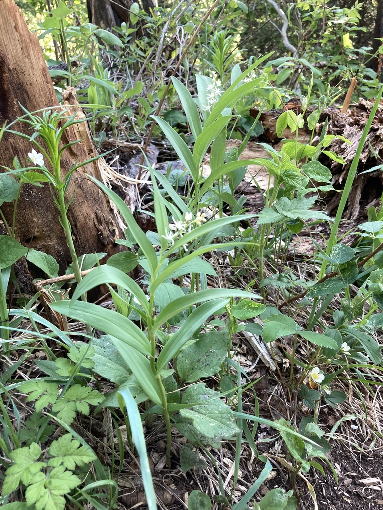 star-flowered lily-of-the-valley from Foothills County, AB, Canada on ...