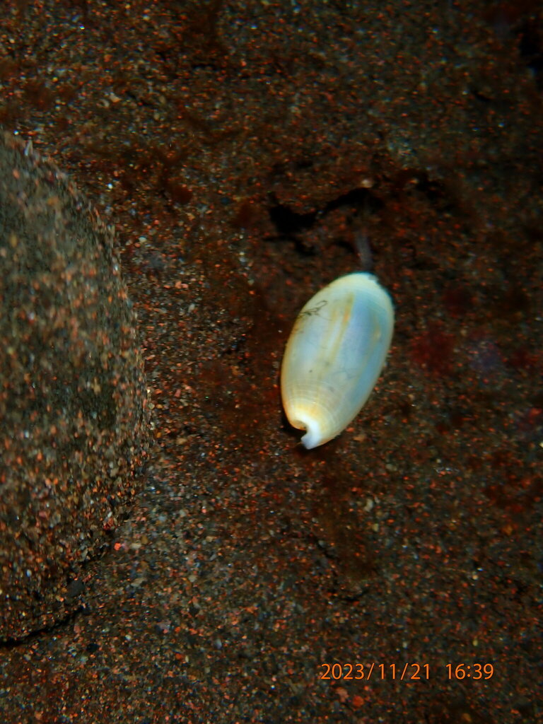 Cowries and Ovulids from Tulamben, Kubu, Karangasem Regency, Bali ...