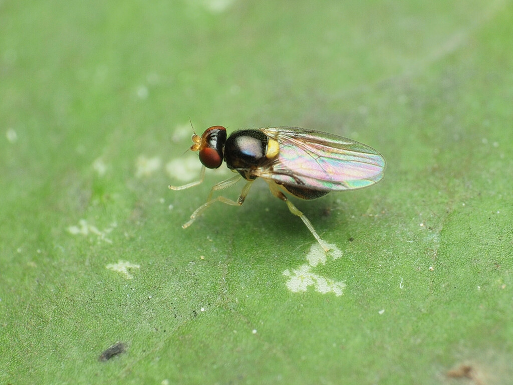 Gaurax apicalis from Northwest Washington, Washington, DC, USA on ...