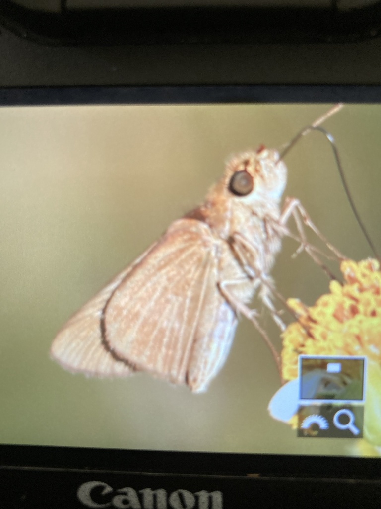 Ocola Skipper from SW Second St, Florida City, FL, US on January 15 ...