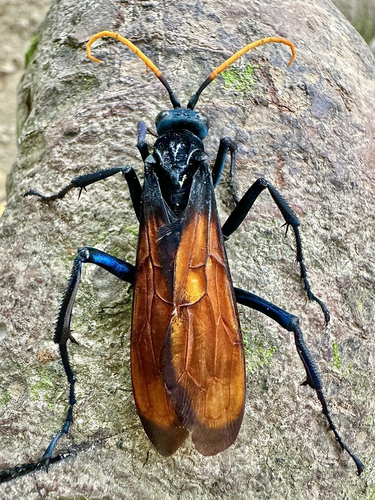 Milde's Tarantula-hawk Wasp from Cayo, BZ on January 15, 2024 at 05:12 ...