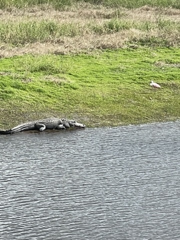 American Alligator from Sarasota County, FL, USA on December 30, 2023 ...