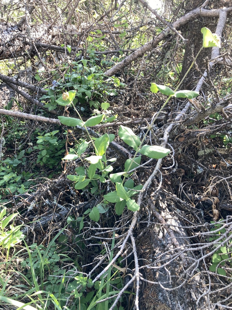 Glaucous Honeysuckle from Foothills County, AB, Canada on May 28, 2023 ...