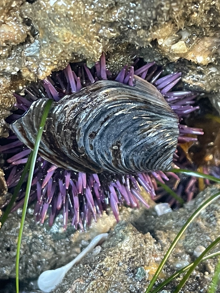 Pacific Purple Sea Urchin from Victoria Beach, Laguna Beach, CA 92651 ...