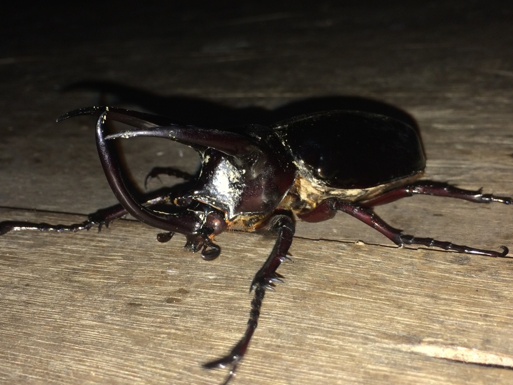 Chalcosoma atlas atlas from 94663, Poso, Central Sulawesi, ID on April ...