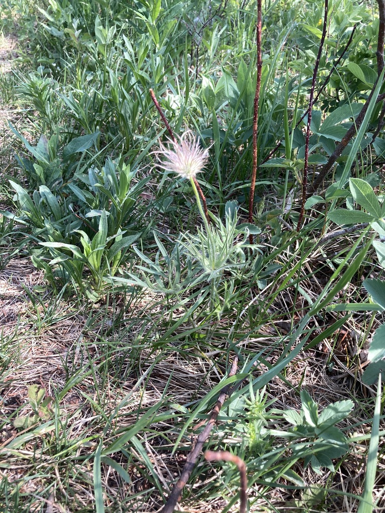 prairie pasqueflower from Foothills County, AB, Canada on May 28, 2023 ...