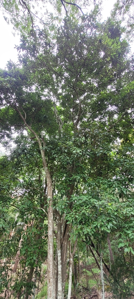 Kamala from The Gap QLD 4061, Australia on January 16, 2024 at 12:53 PM ...